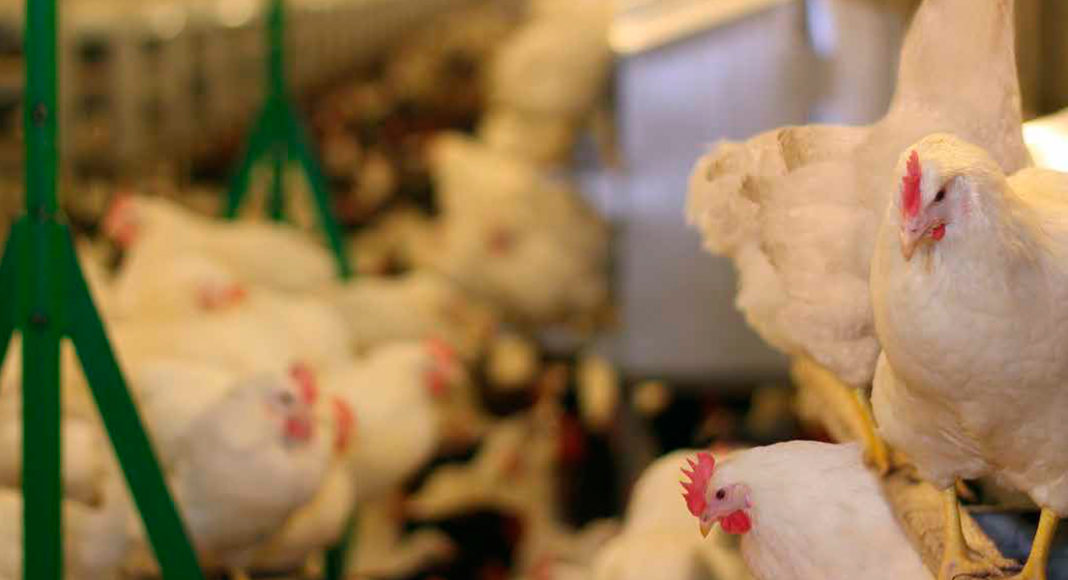 Arbocel®️ RC Fine - BM Editores