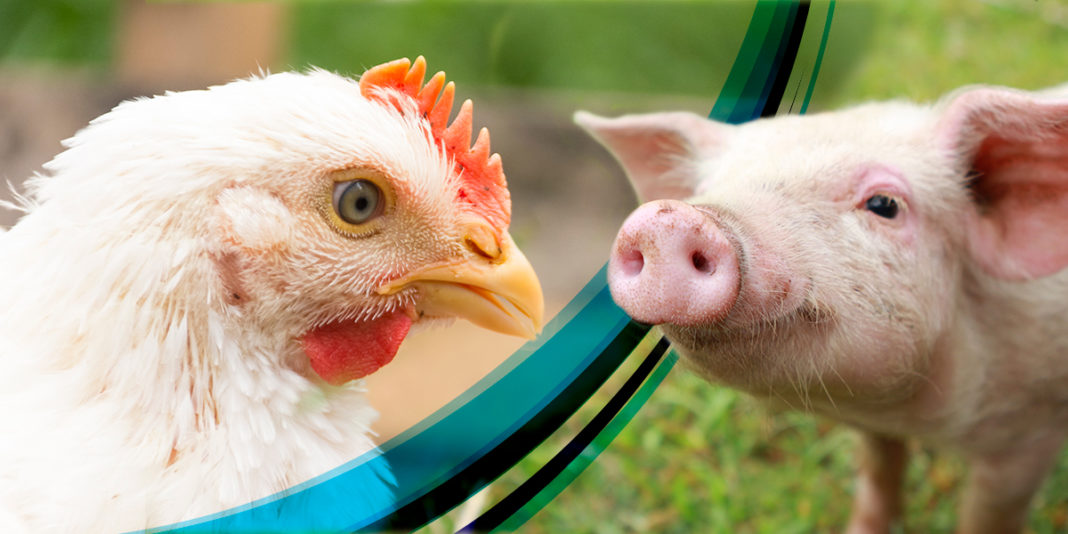 DSM lanza nueva generación de fitasa para aves y cerdos - BM Editores
