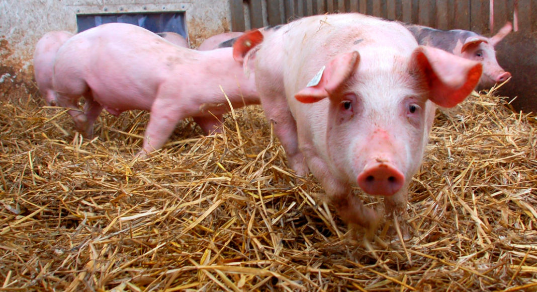 Una Lesión: poliserositis - BM Editores