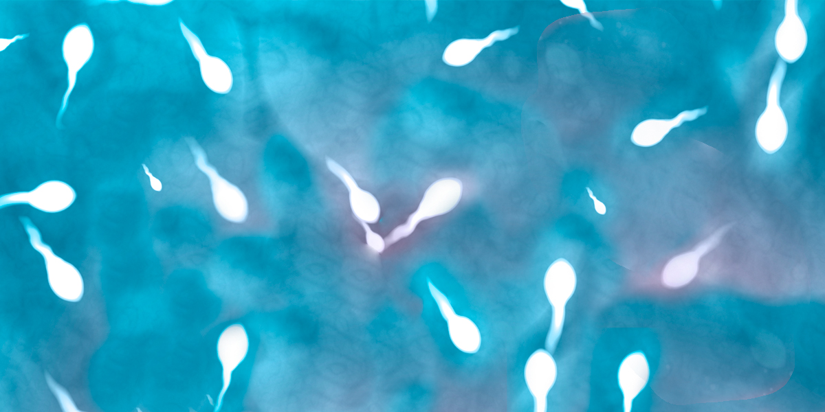 Conservación de semen de cerdo en fresco y refrigerado - BM Editores