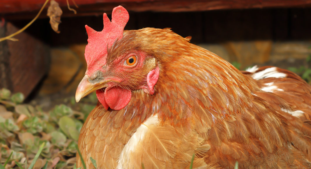 Arbocel®️ RC Fine - BM Editores