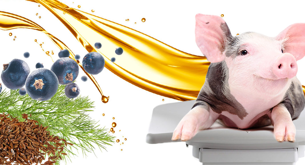 México entre los 10 principales productores de carne de cerdo - BM Editores