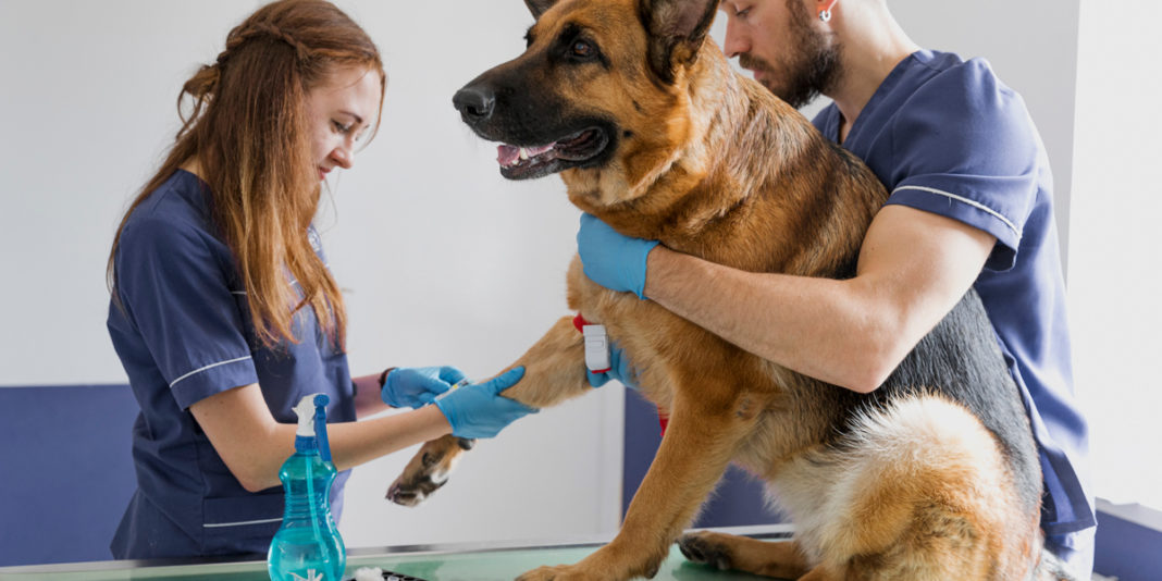 Procurar el bienestar de los animales ayuda a preservar la salud humana ...