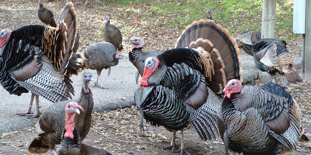 Alternativas naturales como antiparasitarios gastrointestinales en ...