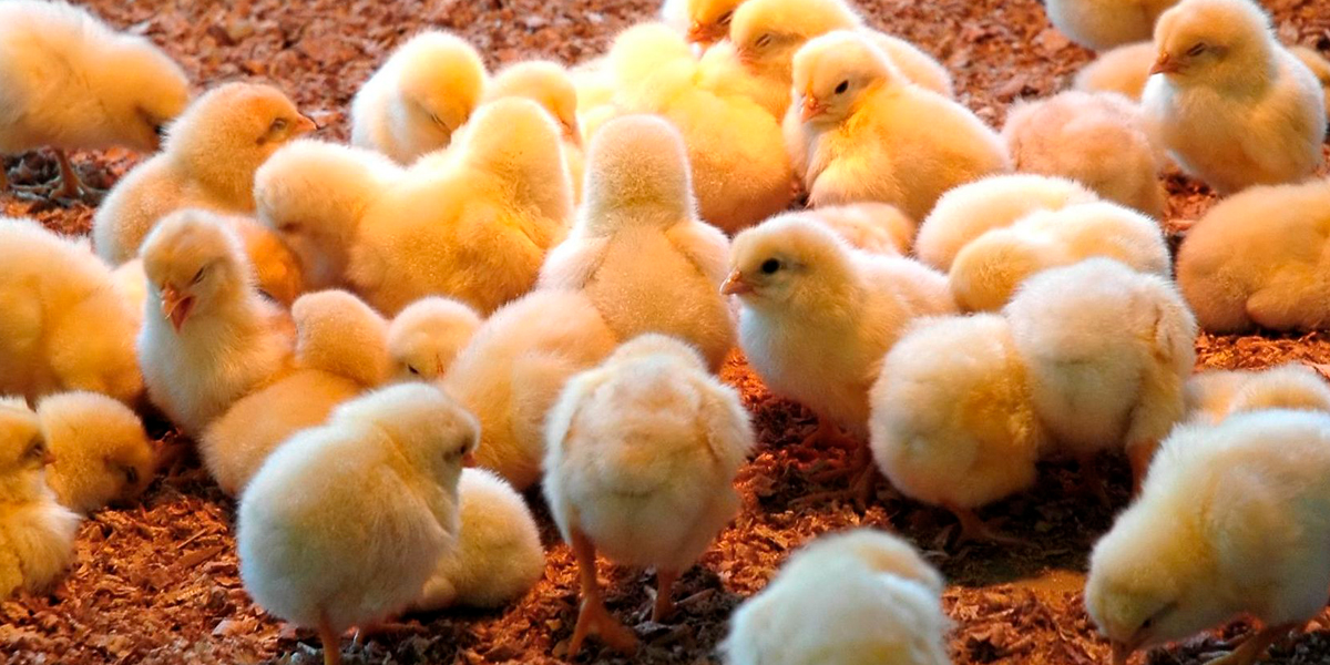 Mueren más de 4 mil pollitos en aeropuerto de Miami - BM Editores