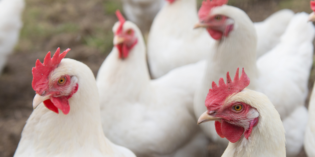 La adición de Lysoforte® como estrategia de alimentación - BM Editores