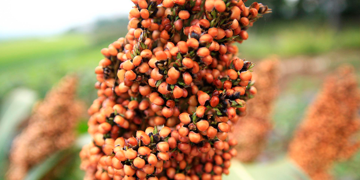Sorgo forrajero de verano con irrigación y ¿Después qué sigue, sembrar ...
