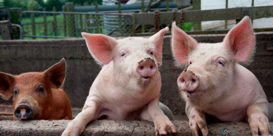 Elementos a considerar en la transmisión y control de Peste Porcina ...