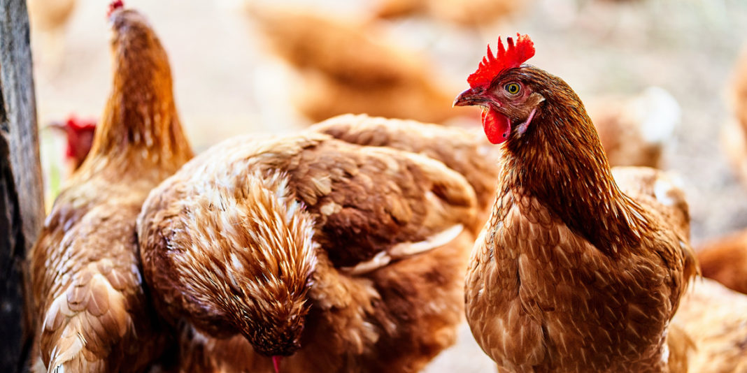 Alimento balanceado, clave en el desarrollo de la industria avícola ...