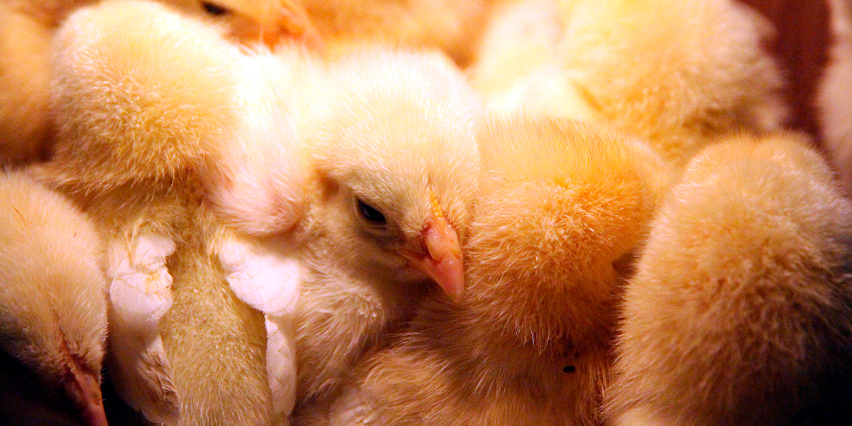 Almacenamiento de pollitos: 4 principios fundamentales - BM Editores