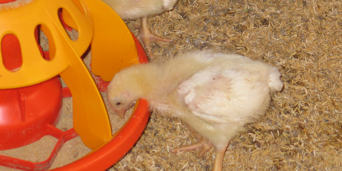 Evaluación de Gamaxine en gallinas de postura comercial - BM Editores