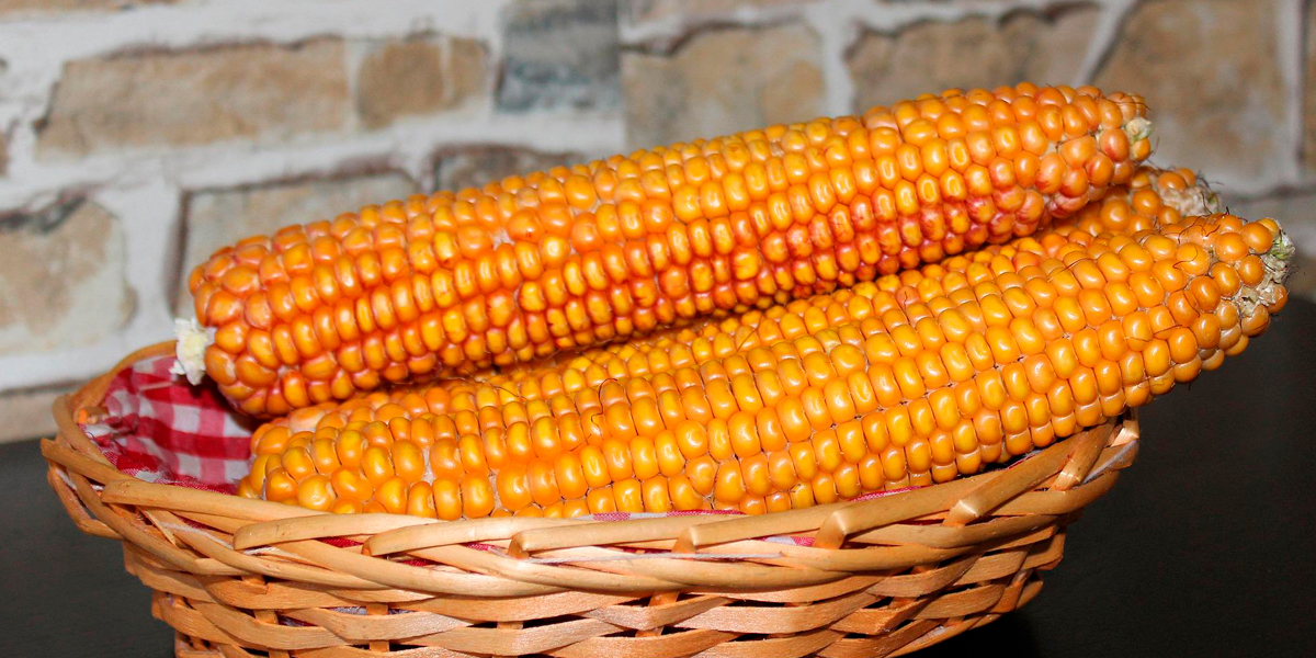 Presentan Ingredion y Corteva Agriscience iniciativa Horizonte Amarillo ...