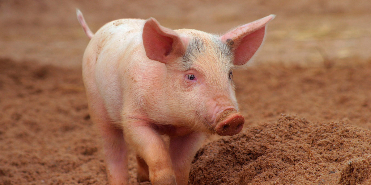 Lenguaje porcino - BM Editores