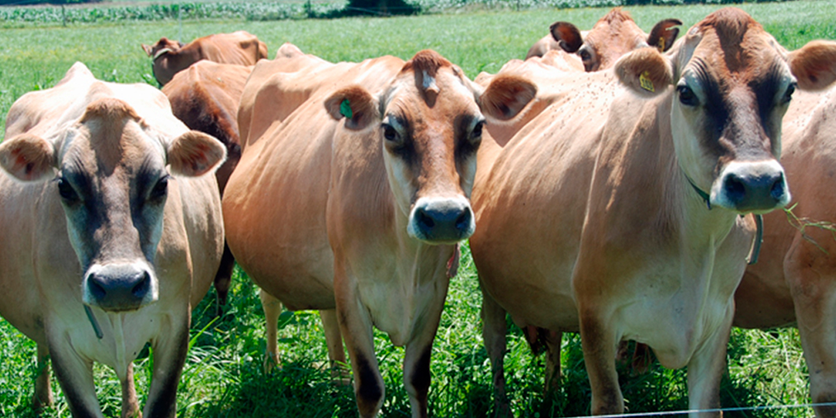 Efectos a largo plazo de la nutrición y manejo de la recría del vacuno ...