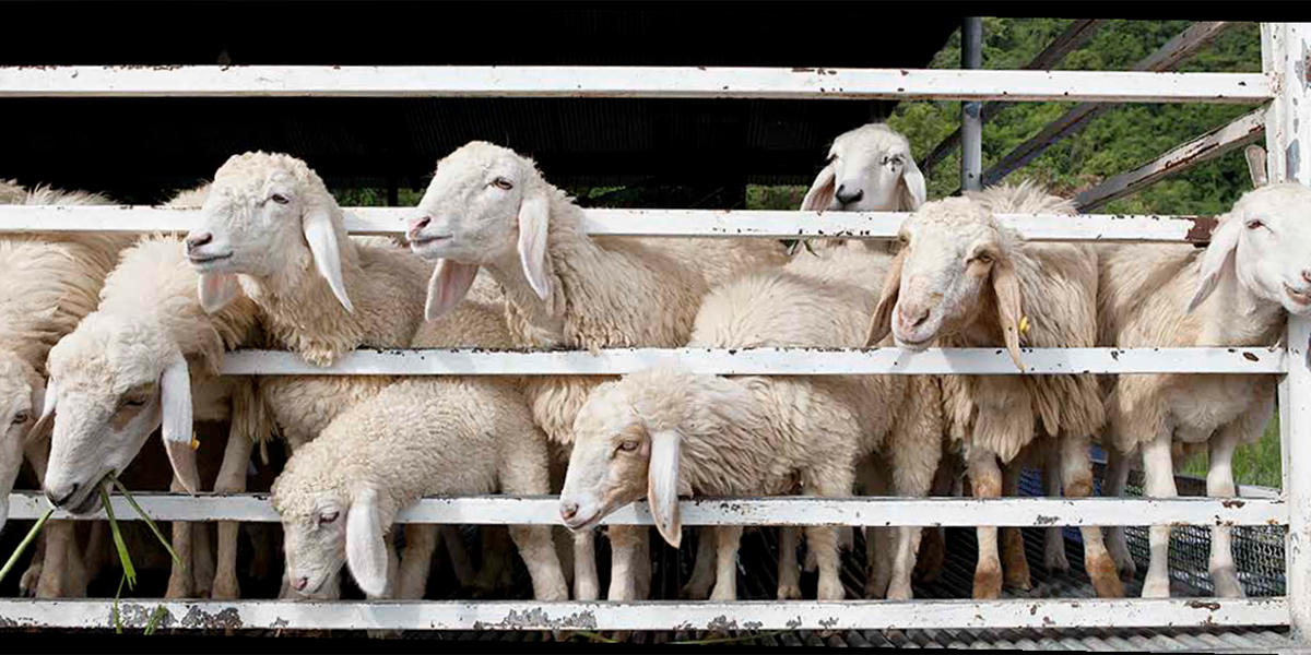 Paratuberculosis ovina - BM Editores