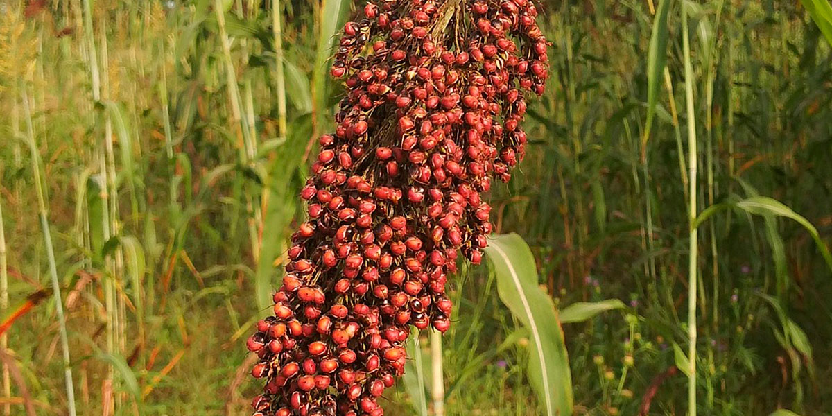 Se obtiene alta producción de sorgo en Tamaulipas - BM Editores