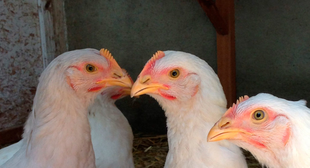 Valor agregado elevará consumo de pollo y huevo - BM Editores