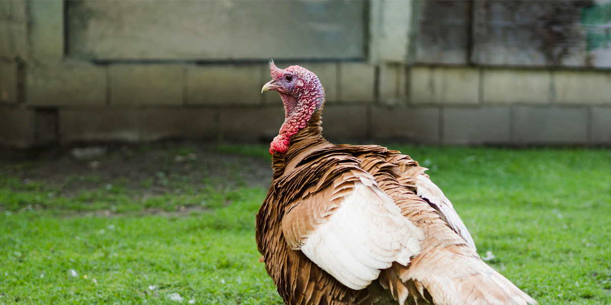 Huevos de pavo recuperados superan a huevos sin tratamiento almacenados ...