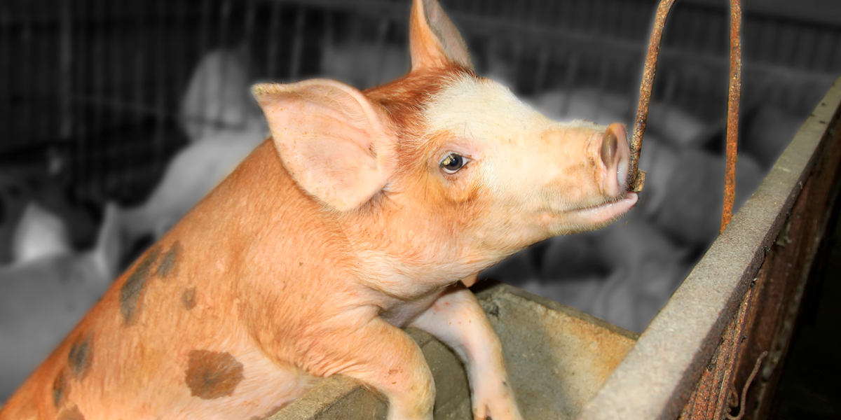 Oportunidades para la Industria Porcina - BM Editores