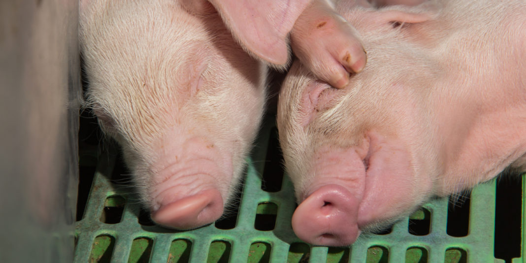 Salud porcina: historia, retos y perspectivas. I - BM Editores