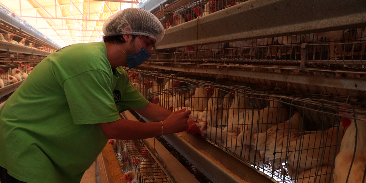 Inicia SENASICA vacunación de aves ante presencia de AH5N1 - BM Editores