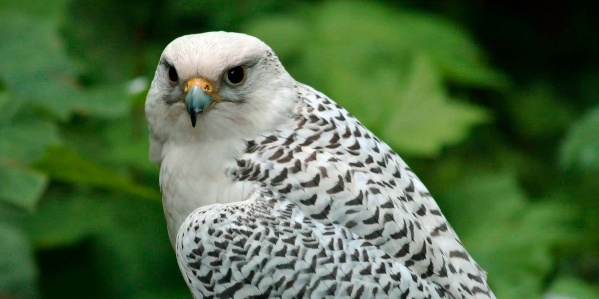 Llegó a México IAAP H5N1 en un halcón Gerifalte - BM Editores