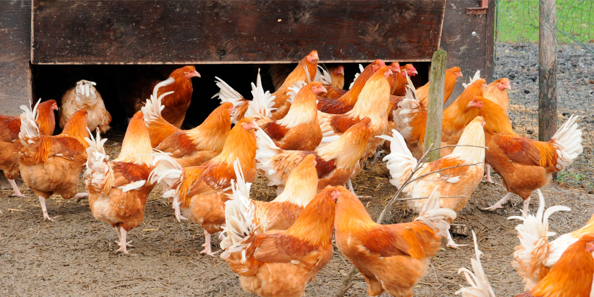 La industria avícola nacional participa para contener Influenza Aviar ...