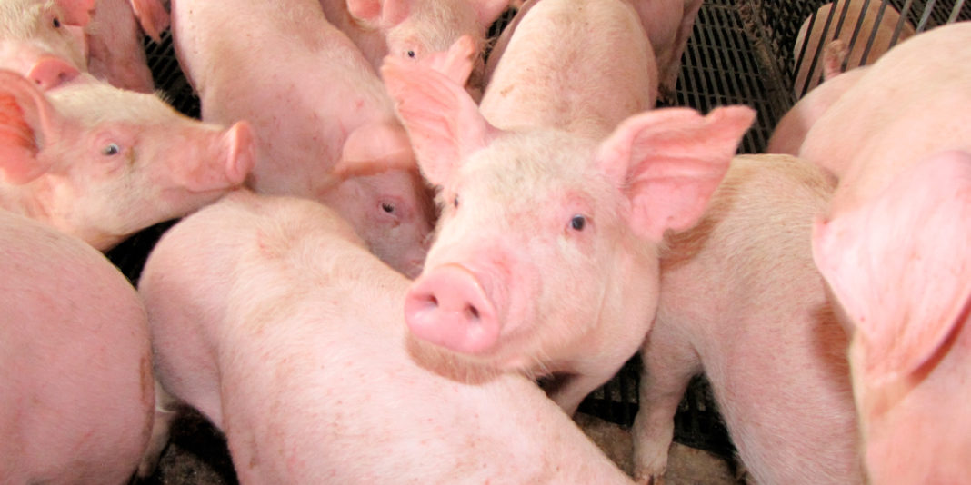 El comportamiento del cerdo de engorda - BM Editores