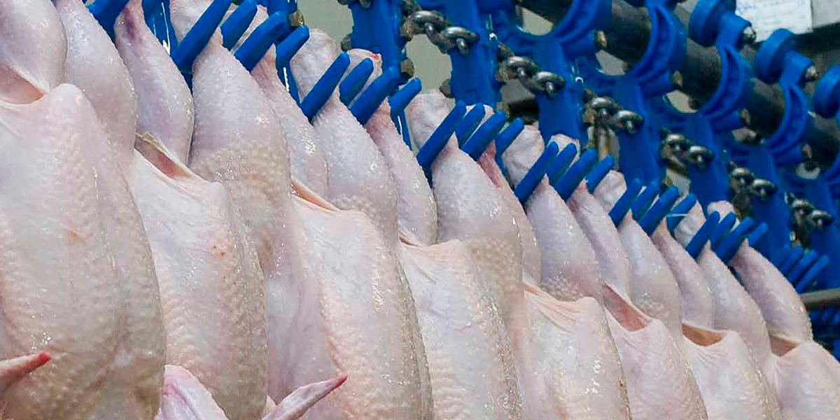 Descontaminación de canales de pollo - BM Editores