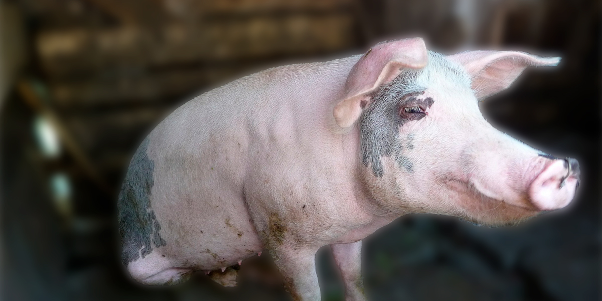 Puede el estado emocional del cerdo afectar a la calidad de su carne ...