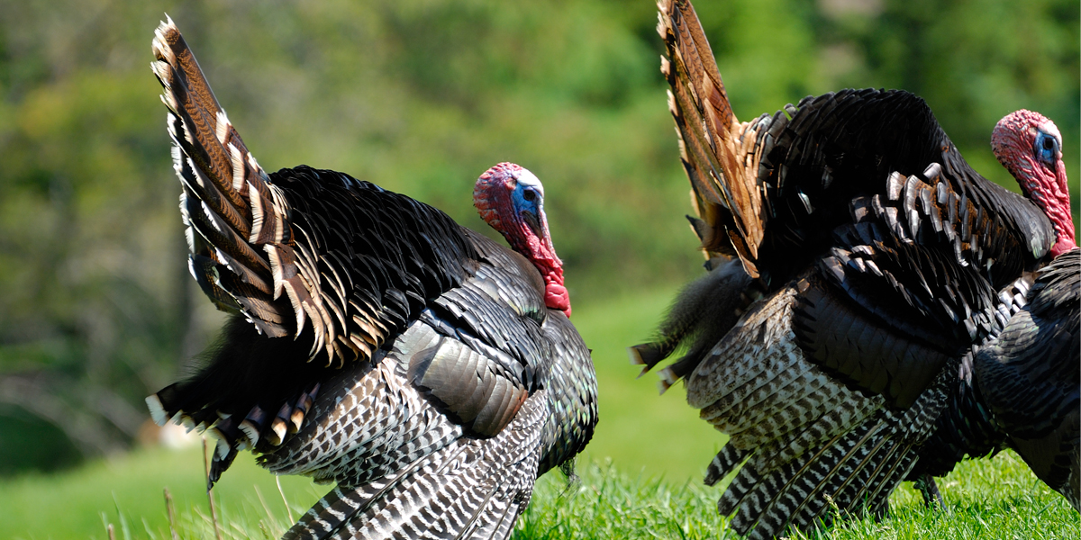 Asegura el SIAP que hay abasto de pavo - BM Editores