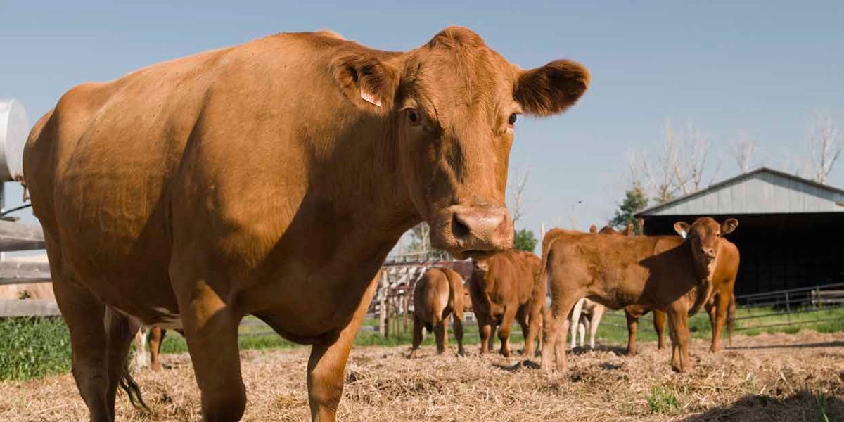 Ganadería sustentable, una asignatura pendiente en México - BM Editores