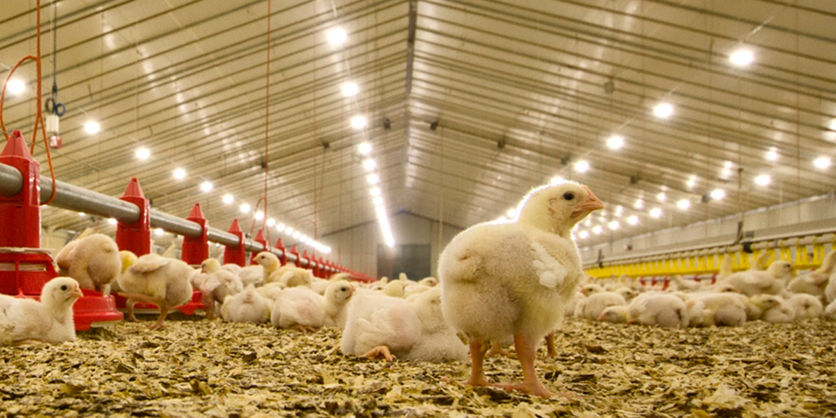 Eficiente producción de pollos de engorde con iluminación - BM Editores