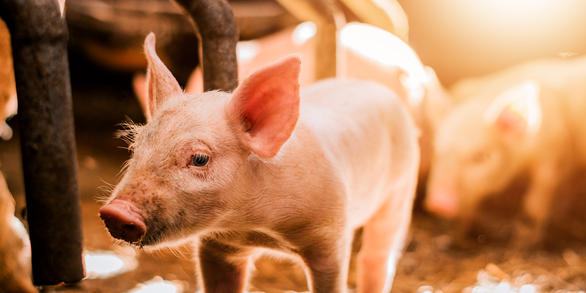 Bienestar animal porcino: ética y mejora de la productividad - BM Editores