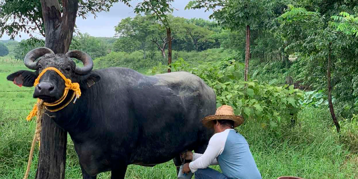 Comportamiento y bienestar de la búfala durante el ordeño - BM Editores