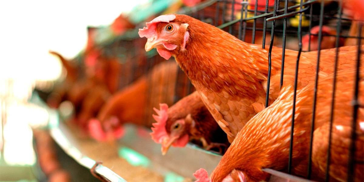 Retira Senasica cuarentena a la avicultura de Yucatán - BM Editores