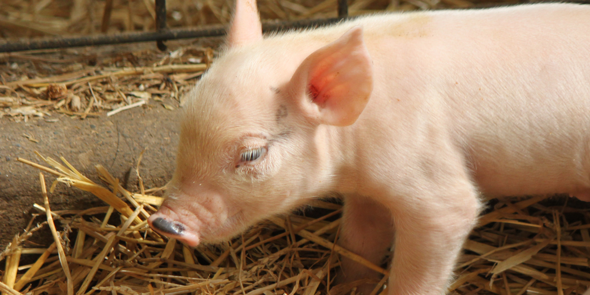 SELECTUR® la base para iniciar una etapa productiva segura en lechones ...