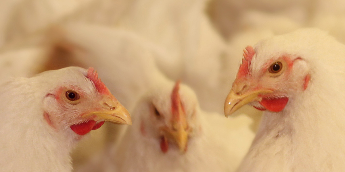 Algunos aspectos de la avicultura brasileña productora de carne de pollo - BM Editores