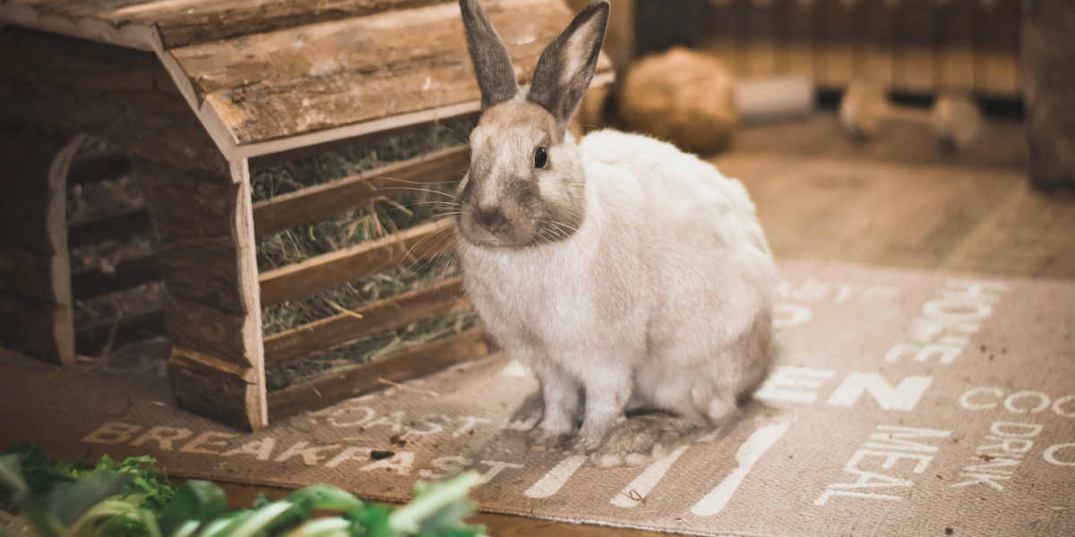Alternativas de manejo en cunicultura general - BM Editores