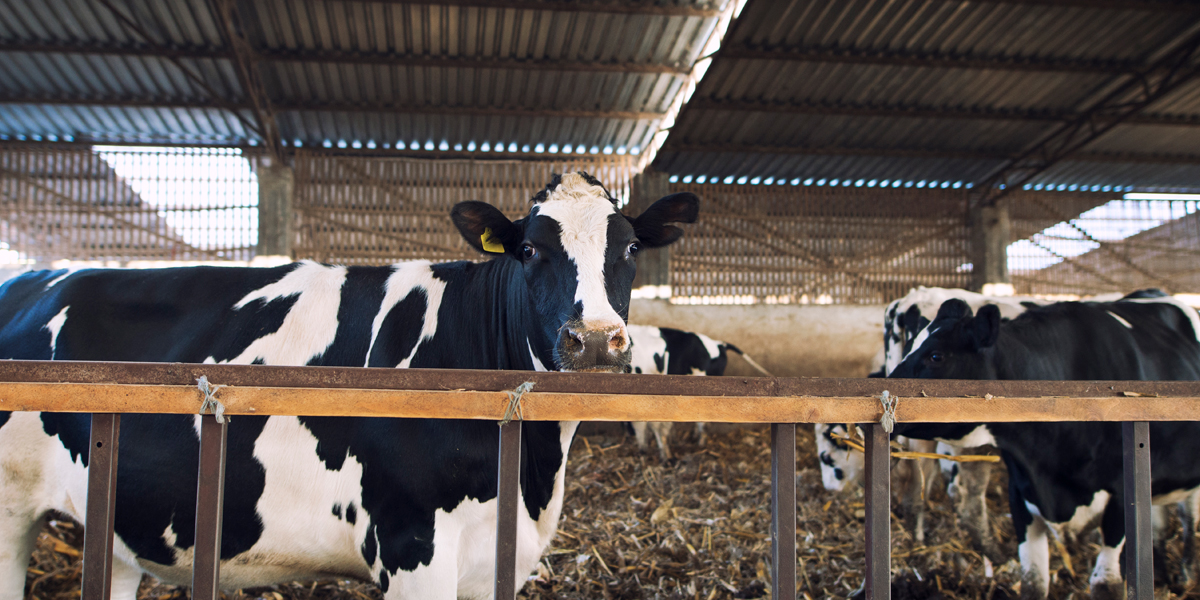 La energía en la dieta de las vacas lecheras - BM Editores