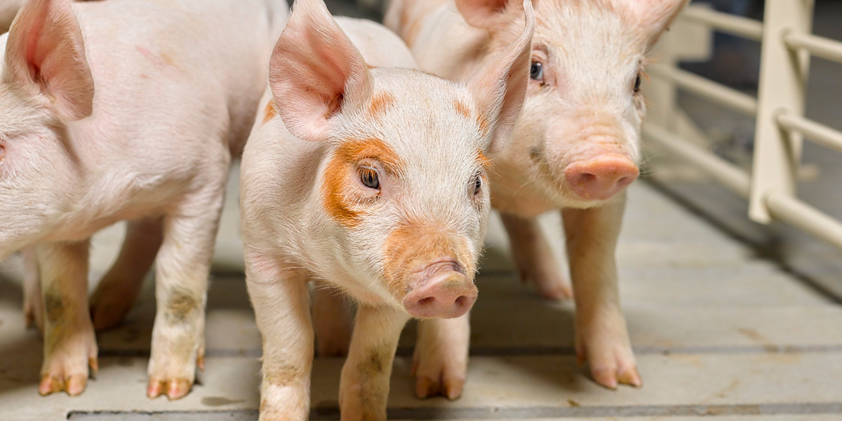 Nueva porcicultura sostenible.II - BM Editores