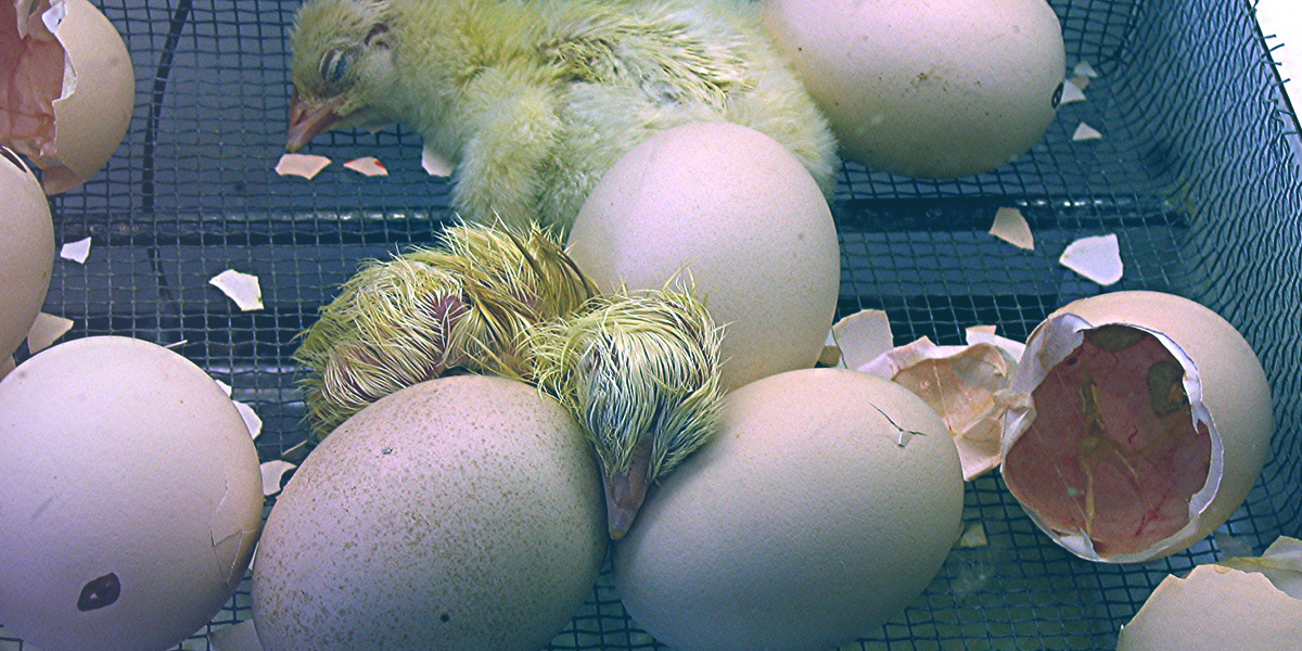 Efecto de perfiles de temperatura alta y baja en nacedoras sobre ...