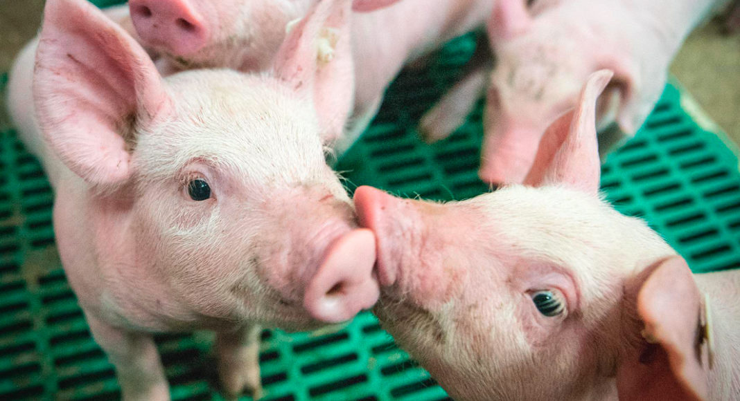 Porcicultura - BM Editores